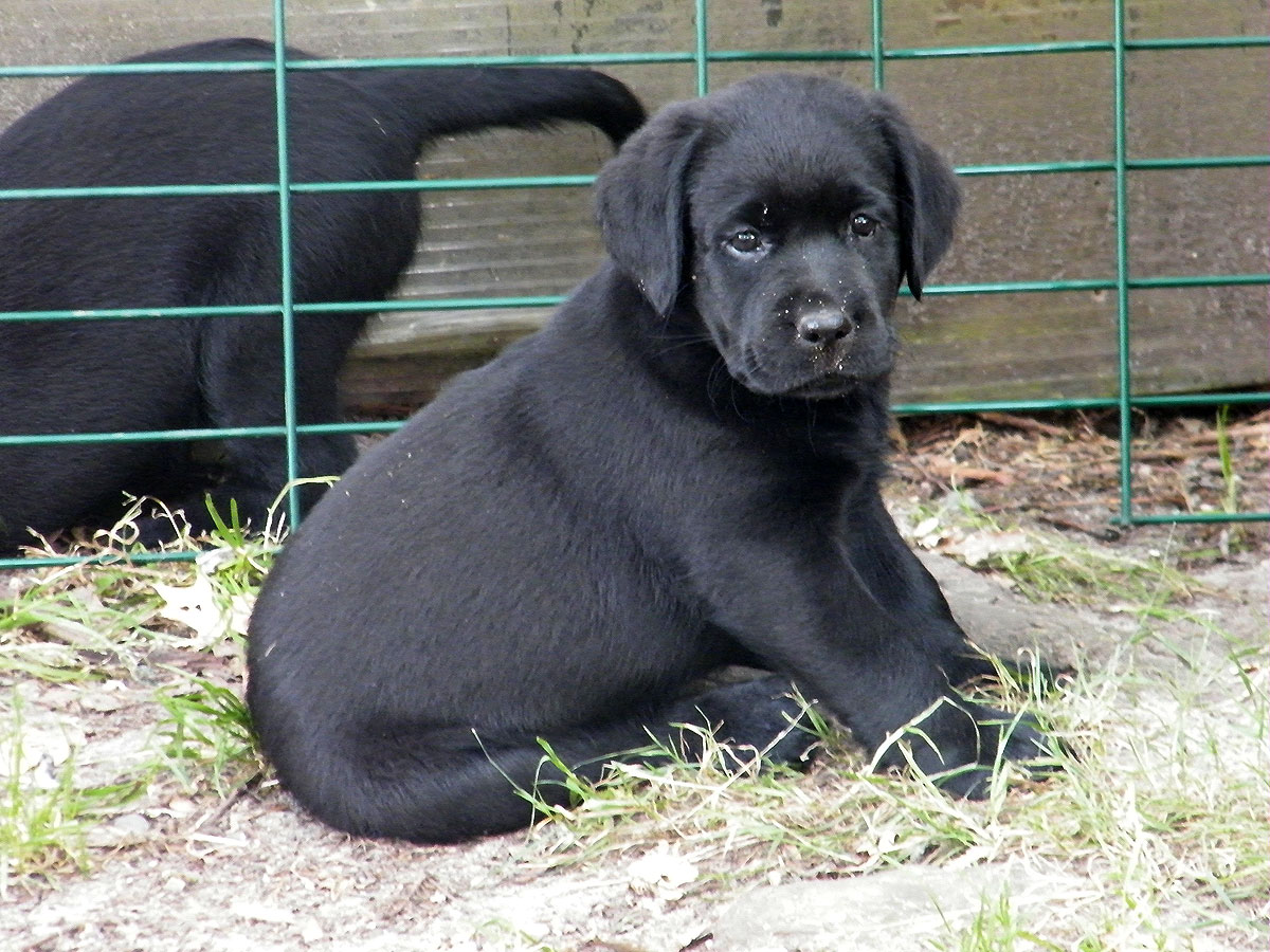 NOS CHIOTS | LABRADORS DE PONT-BARREAU